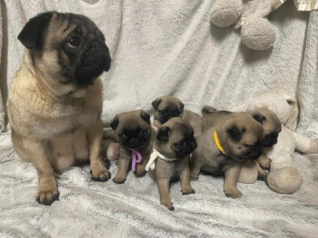Accueil - Elevage des Anges d'Héra - eleveur de chiens Carlin